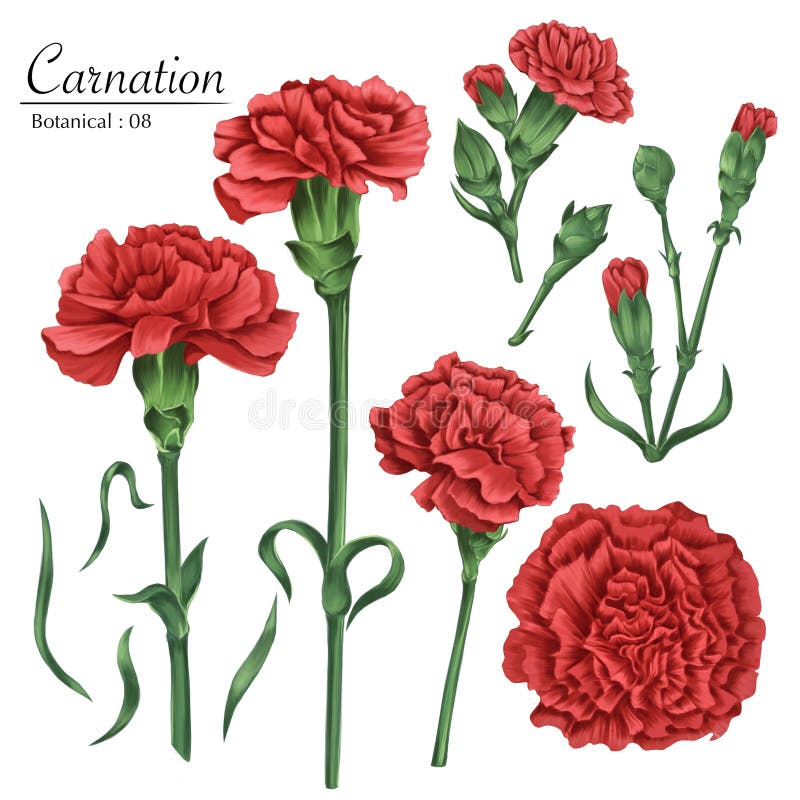 Set of Botanical Illustrations Red Carnation Stock Illustration ...