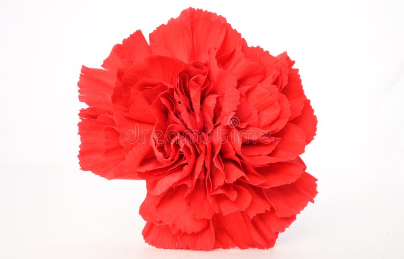 Red Carnation Flower on White Stock Image - Image of single, flower ...