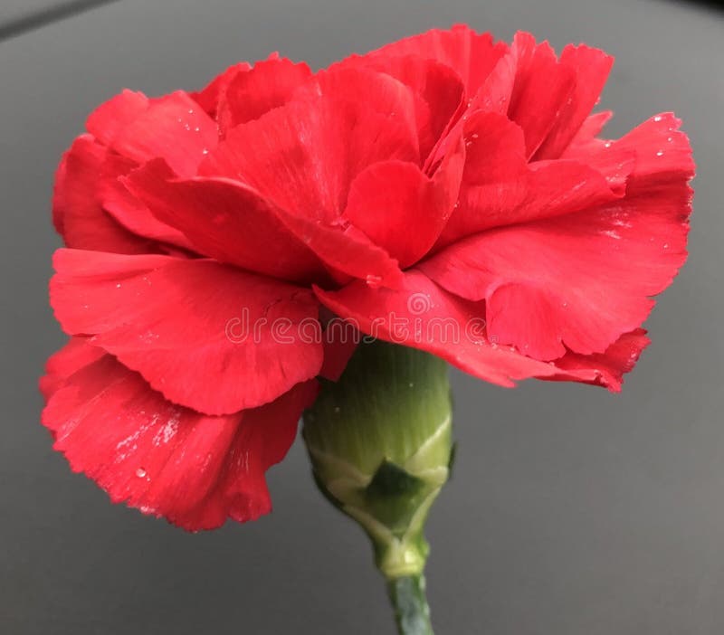 Red carnation stock photo. Image of green, love, color - 147504610