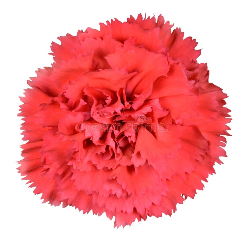 Red Carnation Clove Pink Flower Isolated Stock Image - Image of bloom ...