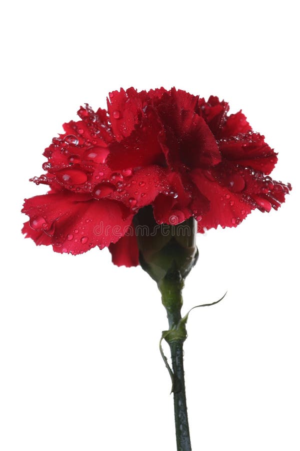 The Red Carnation and Drops of Water. Stock Photo - Image of botany ...