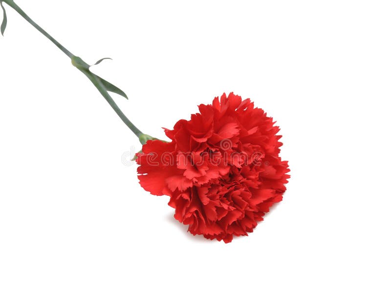 Red carnation flower stock image. Image of horticulture - 13741595