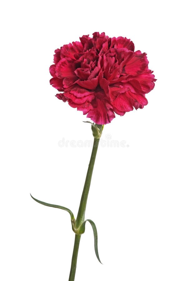 Red carnation stock image. Image of gardening, closeup - 13390717