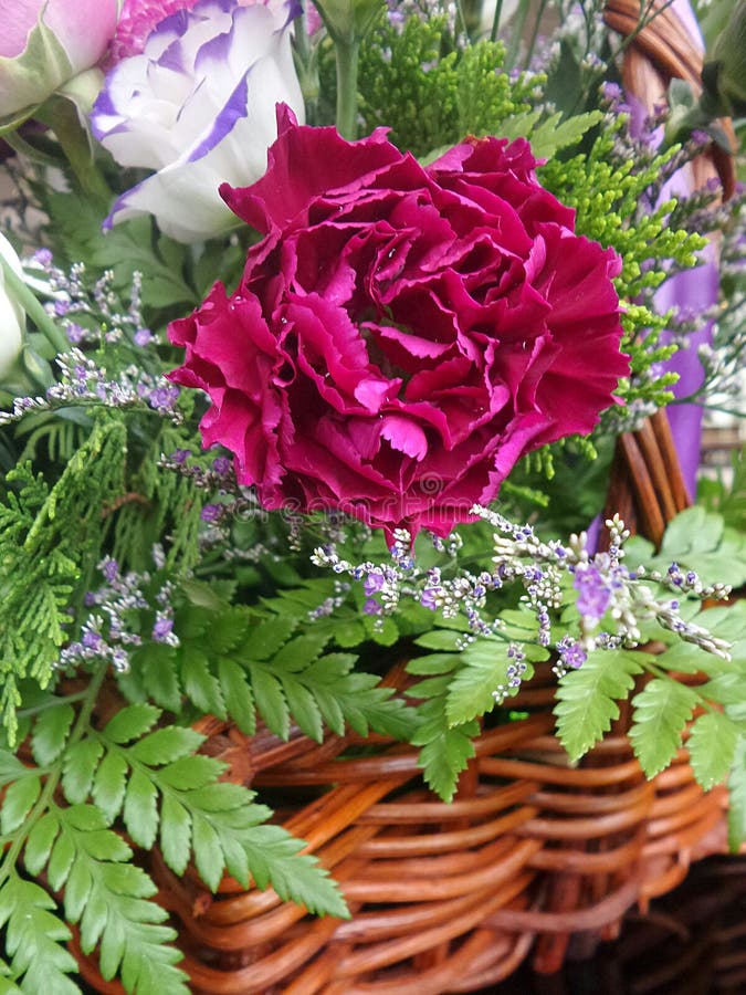 Red Carnation Flower Basket Stock Photo - Image of green, carnation ...