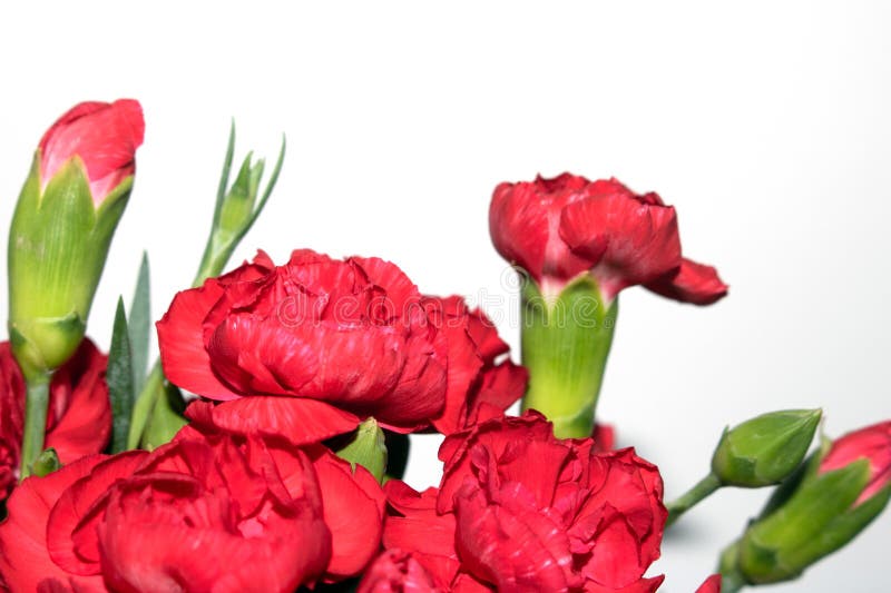 Red Carnation FLower Bunch Close Up on White Background Stock Photo ...