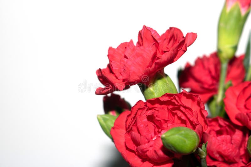 Red Carnation FLower Bunch Close Up on White Background Stock Image ...