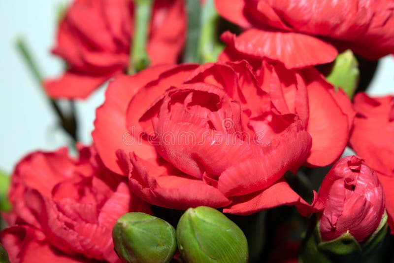 Red Carnation FLower Bunch Close Up on White Background Stock Image ...