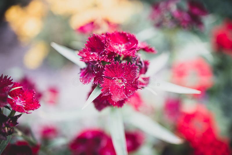 Red Carnation Flower in the Garden on a Light Background Stock Image ...