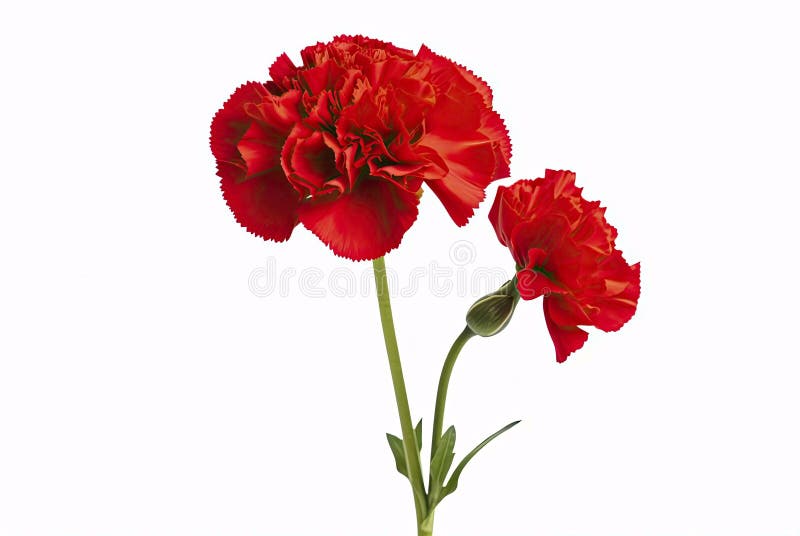 Red Carnation Flower Isolated on White Red Carnation Isolated on White ...