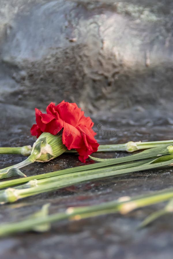 Red Carnation Flower Seen on the Memorial Stone. Stock Photo - Image of ...