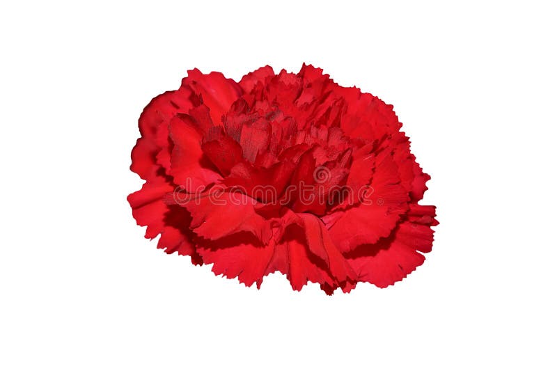 Red Carnation Flower on White Background - Image Stock Photo - Image of ...