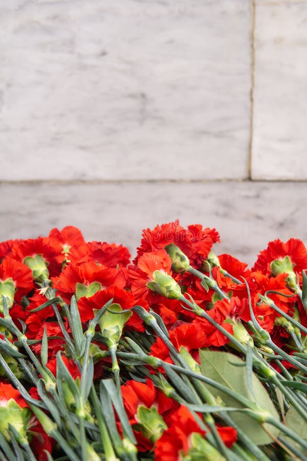 Red Carnation Flowers on the Background of a White Brick Wall Stock ...