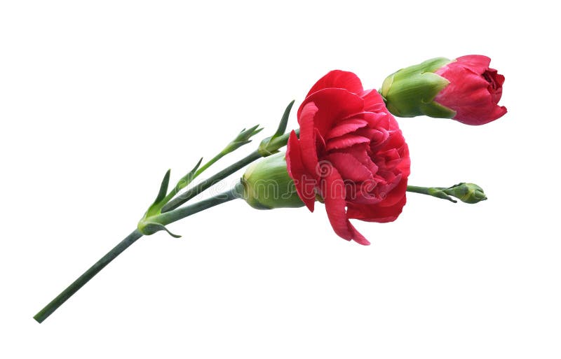 Red Carnation Flowers with Green Buds Isolated Stock Image - Image of ...