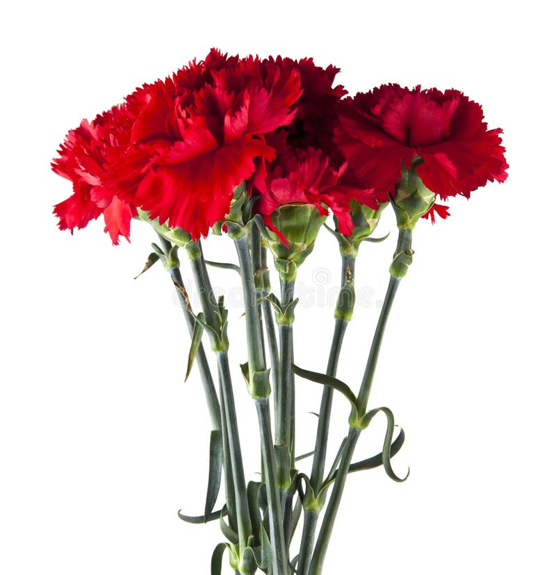 Red Carnation Flowers Isolated on a Black Background Stock Image ...