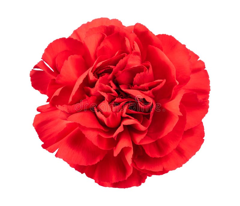 Red carnation stock photo. Image of fireweed, carnations - 135982606