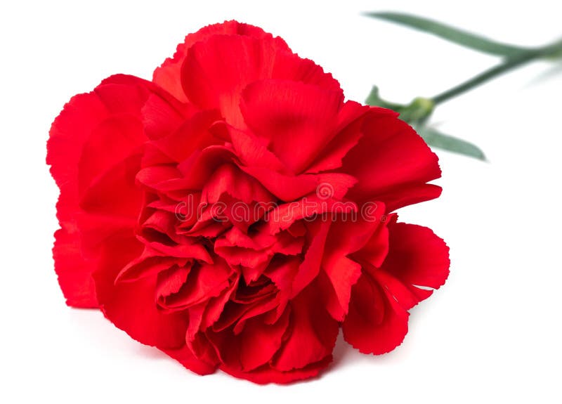 Red carnation stock image. Image of caryophyllus, fireweed - 162944835