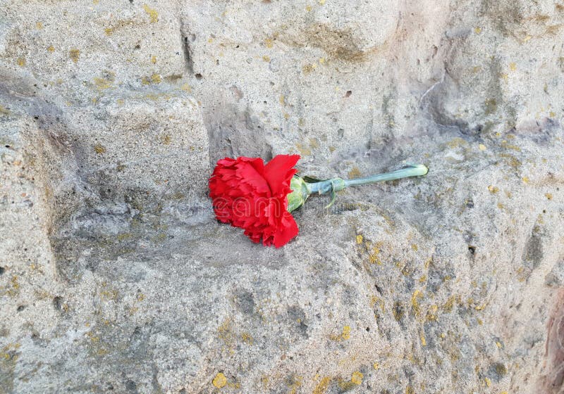 Red Carnation Lies on a Wall of Wild Stone Stock Photo - Image of bird ...