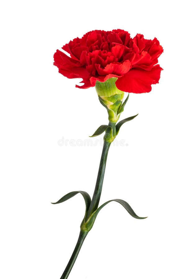 Red carnation stock photo. Image of background, flowers - 170599686