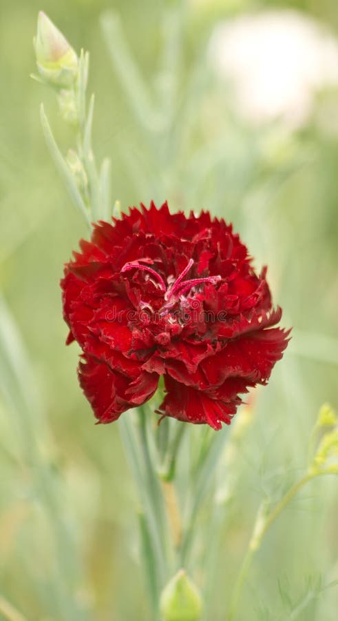 Red carnation stock photo. Image of garden, flower, china - 32198402