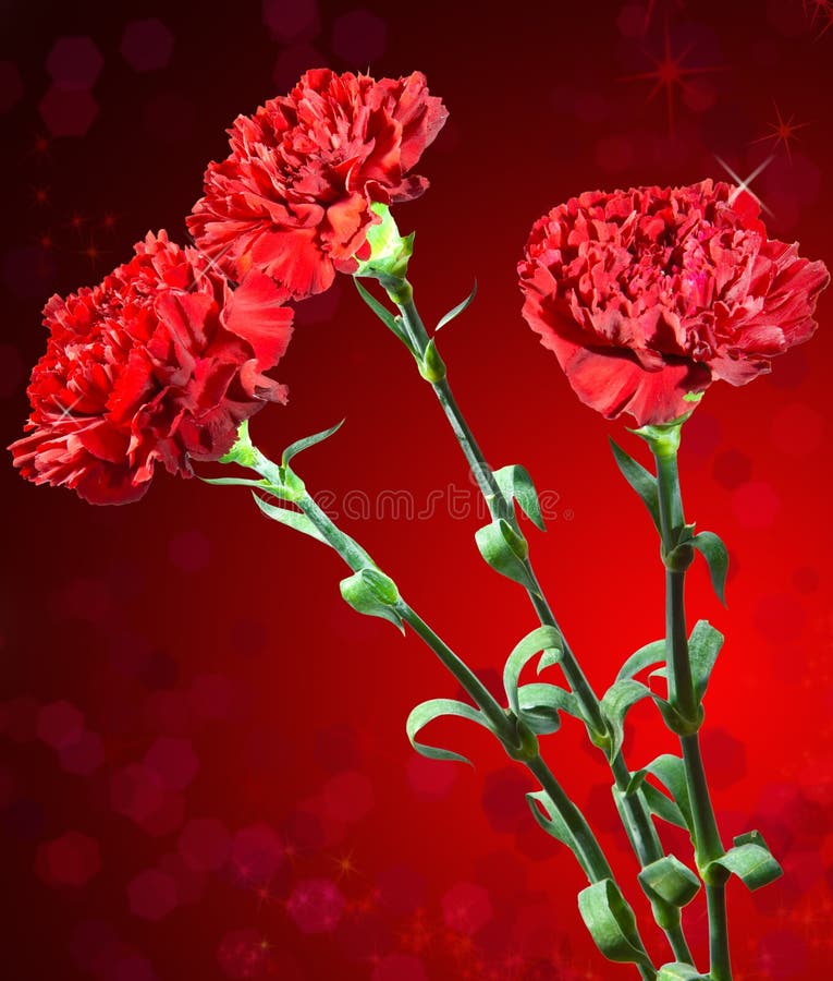 Red carnation. Still-life stock image. Image of beautiful - 23769247