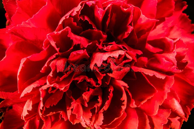 Red Carnation on Top is Macro Stock Photo - Image of macro, beauty ...