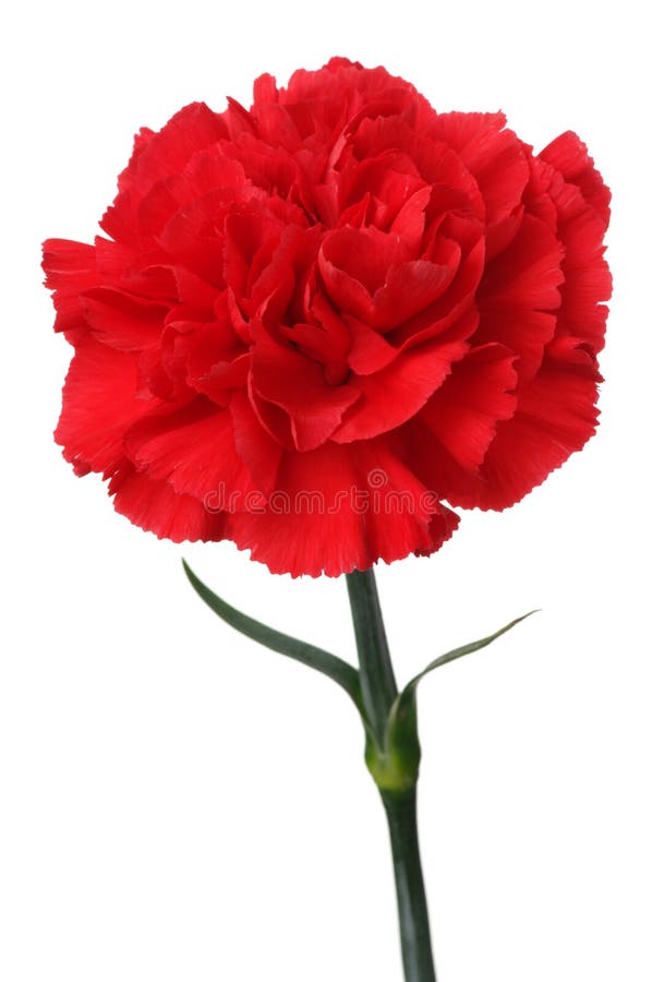 Red Carnation on White Background. (vertical) Stock Photo - Image of ...