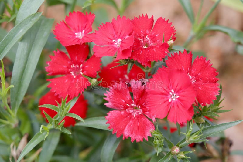 Red carnation, stock photo. Image of floral, cluster - 133064922