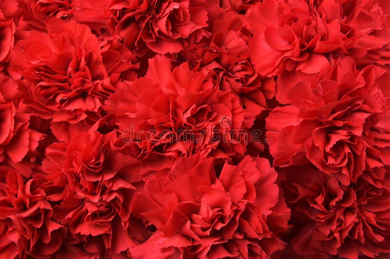 Red Carnations stock photo. Image of botanical, nature - 1448848