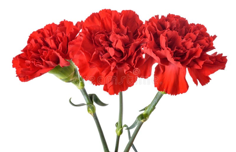 Red Carnations flowers stock image. Image of dianthus - 260256831
