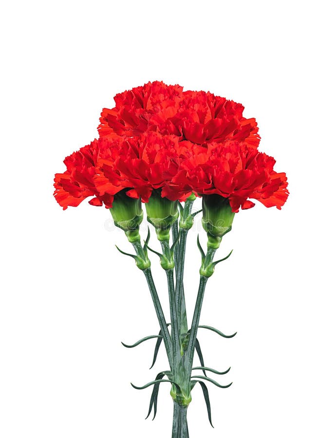 Red Carnations Isolated on White Stock Image - Image of blossom, path ...