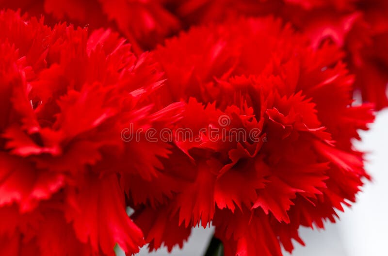 Red Carnations, Macro, Sweet William Stock Photo - Image of objects ...