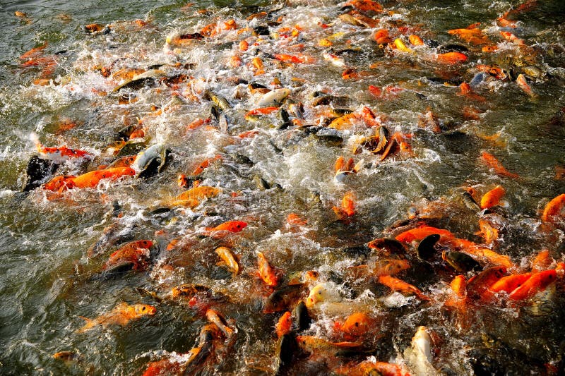 Red carp stock image. Image of fish, decorative, jump - 19775781