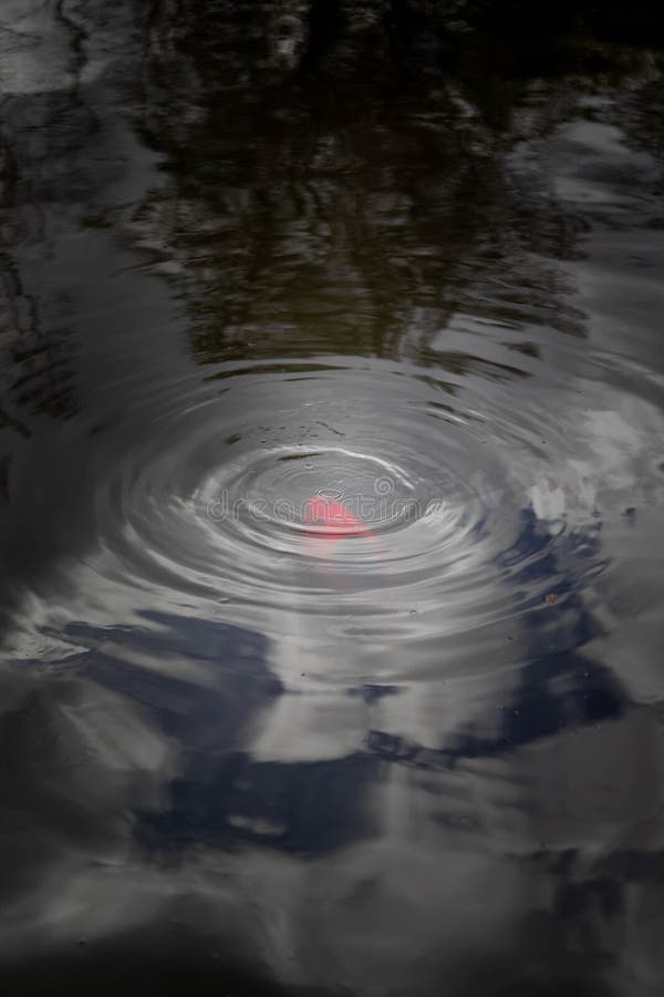 Red Carp Fish Creating Ripples in a Calm Water Surface Stock Photo ...