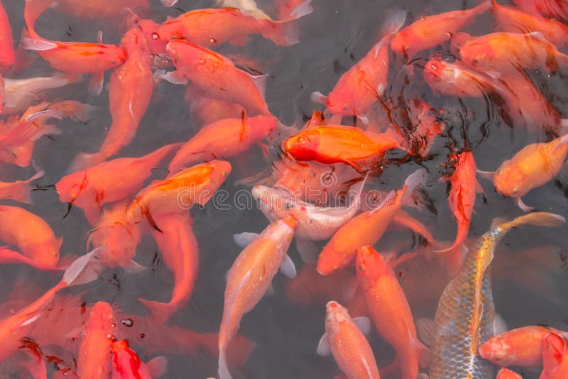 494 Koi Fish Horizontal Stock Photos - Free & Royalty-Free Stock Photos ...