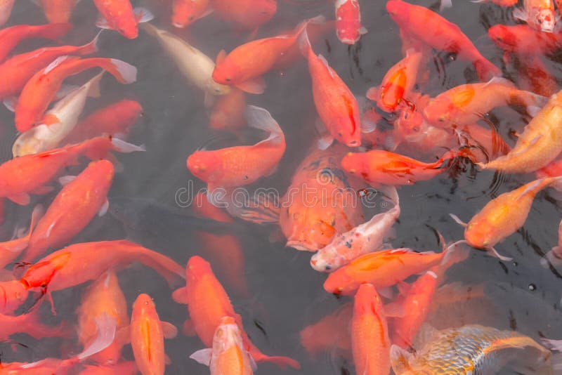 Red carp fish. stock photo. Image of natural, asia, asian - 248946960