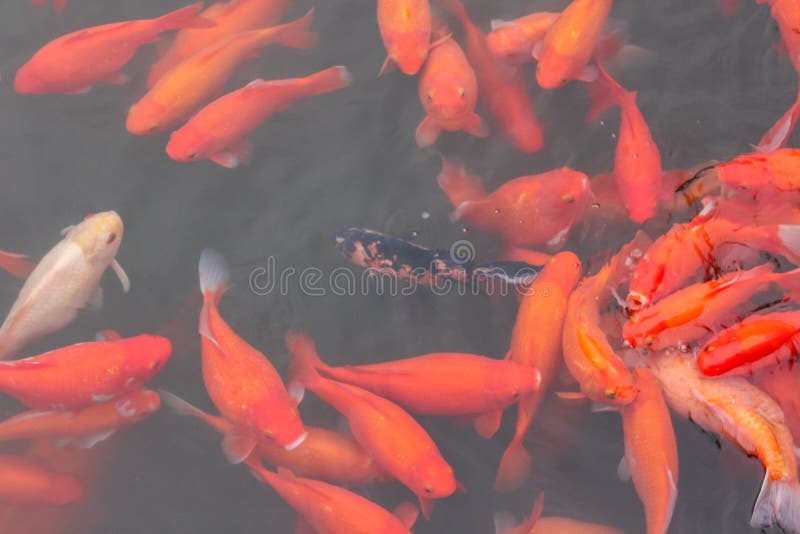 Red carp fish. stock image. Image of beautiful, ornamental - 89846425