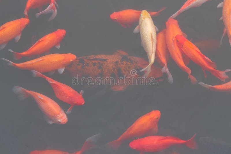 537 Red Chinese Carp Pattern Stock Photos - Free & Royalty-Free Stock ...