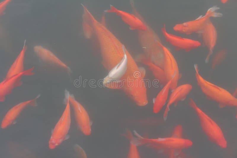 Red carp fish. stock image. Image of carp, fengshui, color - 89846833