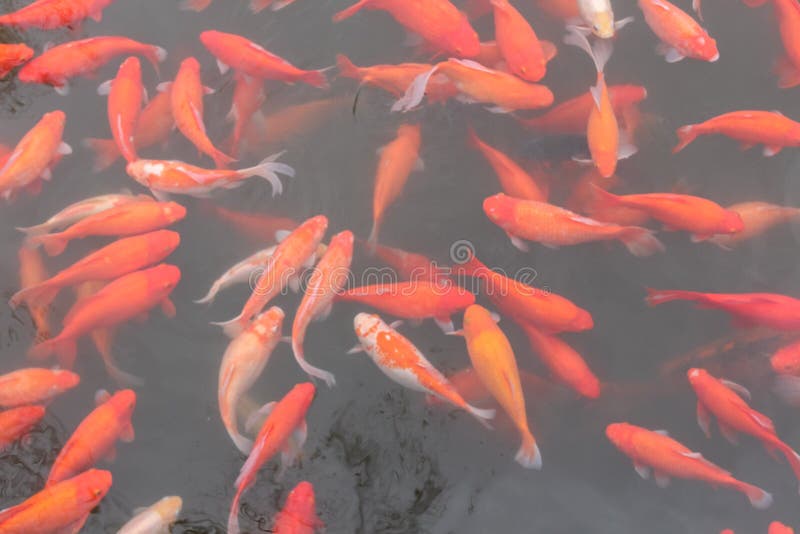 Red carp fish. stock photo. Image of landscaping, fortune - 89848684