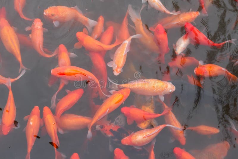 Red carp fish. stock photo. Image of koifishpond, asia - 89942576