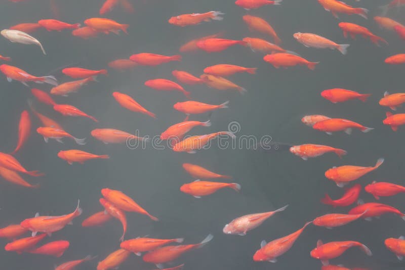 Red carp fish. stock photo. Image of koifishpattern, koifishinpond ...