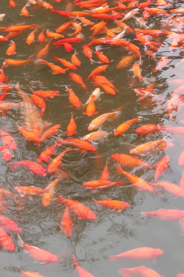 Red carp fish. stock image. Image of outdoor, beautiful - 89846063