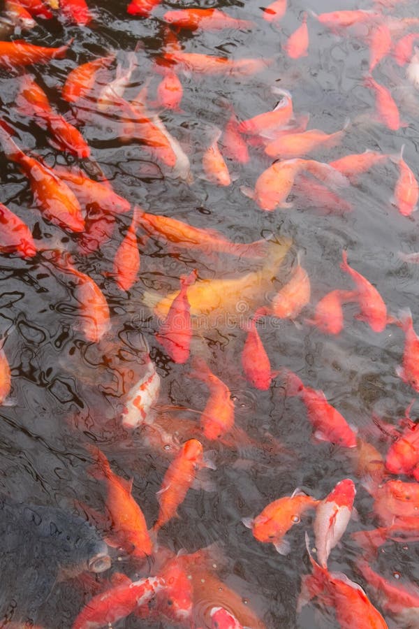 Red carp fish. stock image. Image of japan, life, background - 89846341