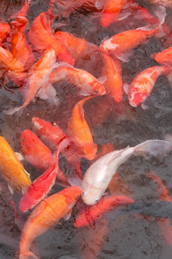 137 Koi Carp Vertical Images Stock Photos - Free & Royalty-Free Stock ...