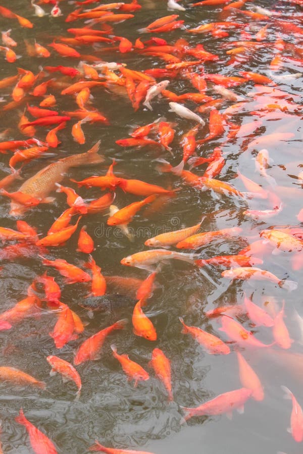 Red carp fish. stock image. Image of feed, koifish, money - 90242759