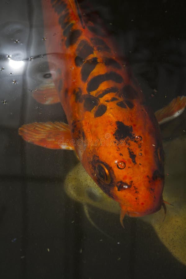 Red carp fish in a pond stock photo. Image of canada - 187242836