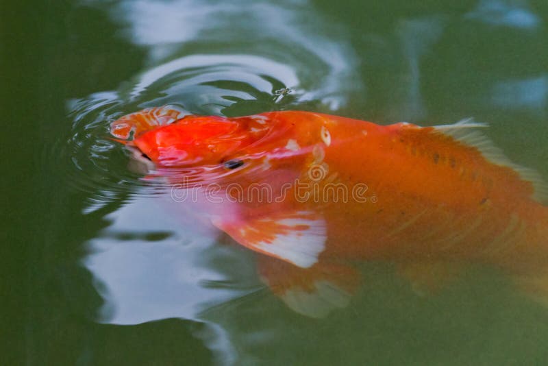 Red carp koi fish stock image. Image of tranquil, goldfish - 28402819