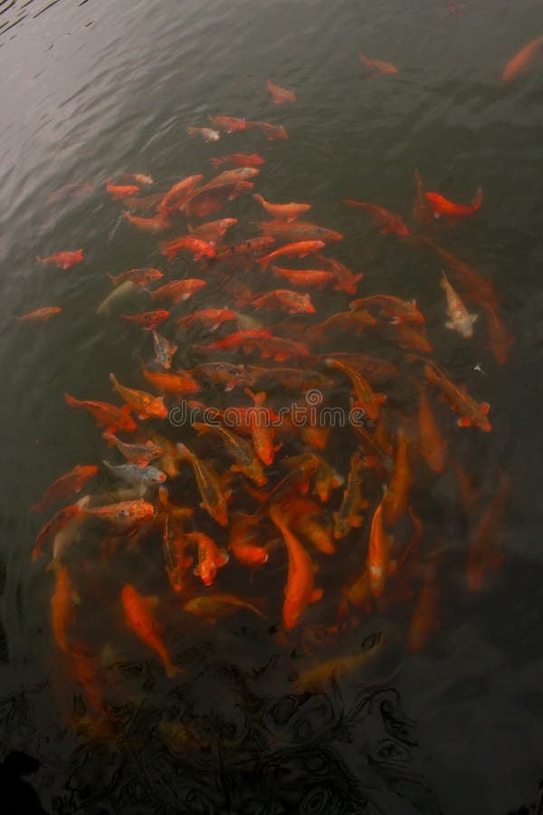 Red carp in the pond stock image. Image of fishes, swimming - 293992979
