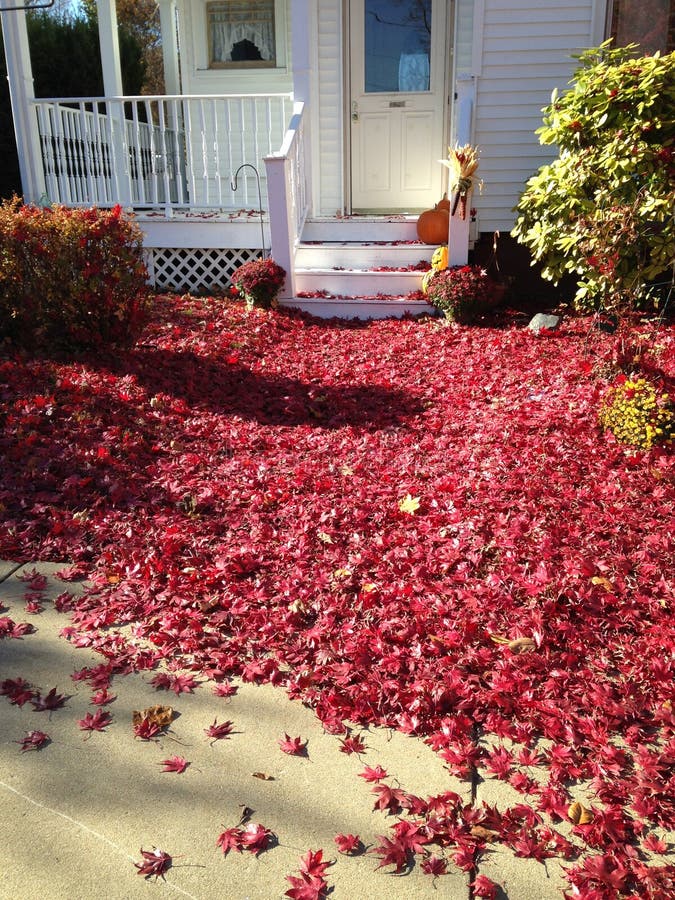 Red Carpet on Autumn Walkway Stock Image - Image of walkway, carpeting ...