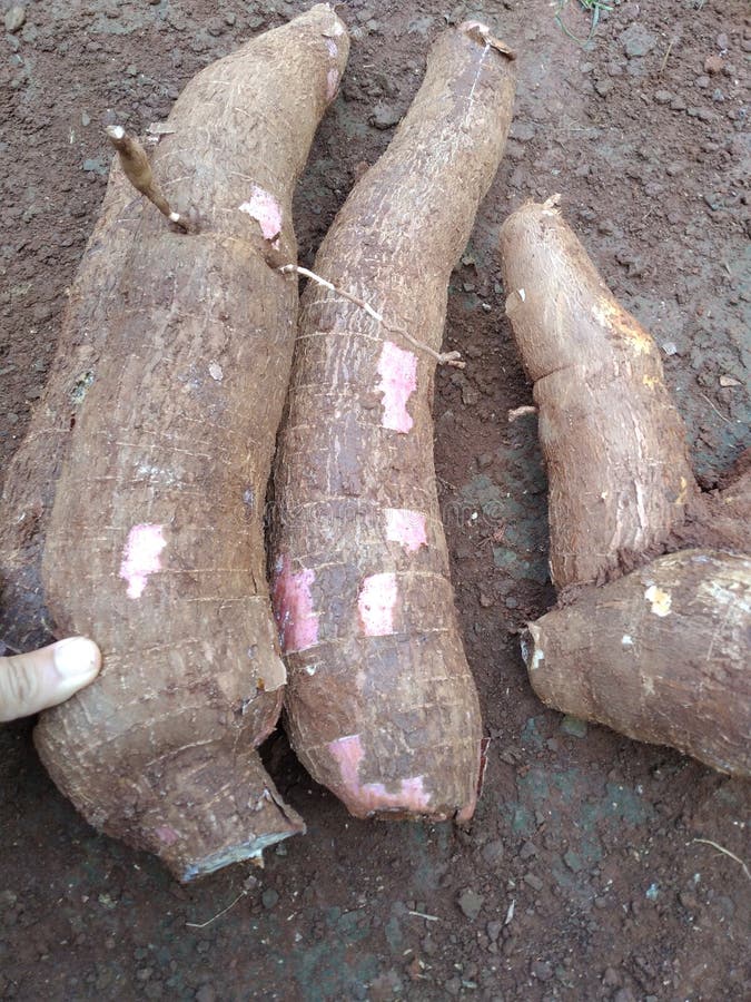 Red Cassava that Tastes Good, Original from Central Java, Godang Kidul ...